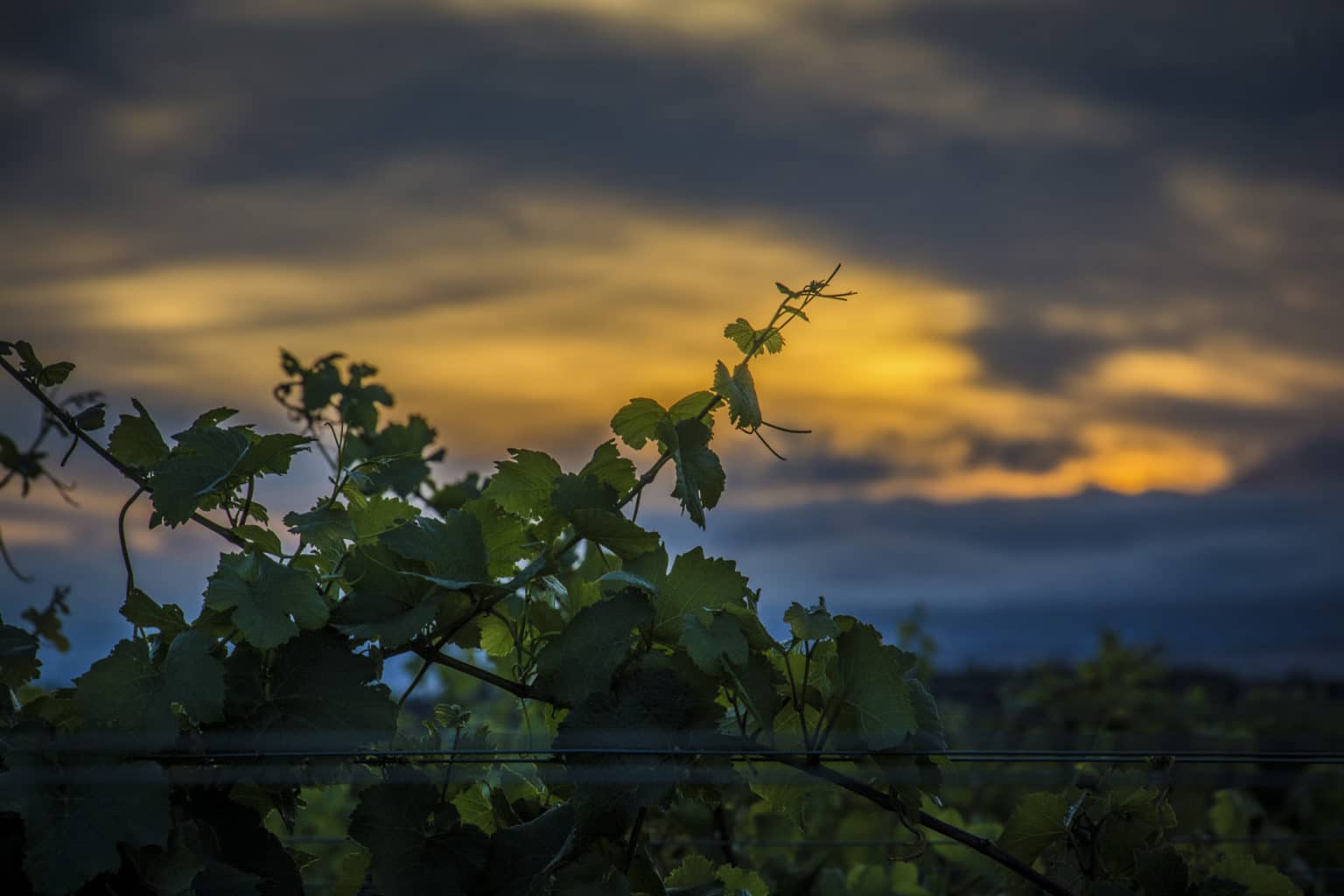 About - Greystone Wines