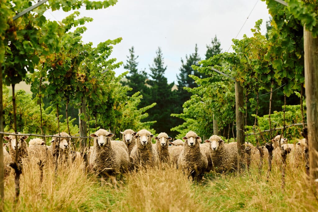Organic Wines from Waipara - Greystone Wines